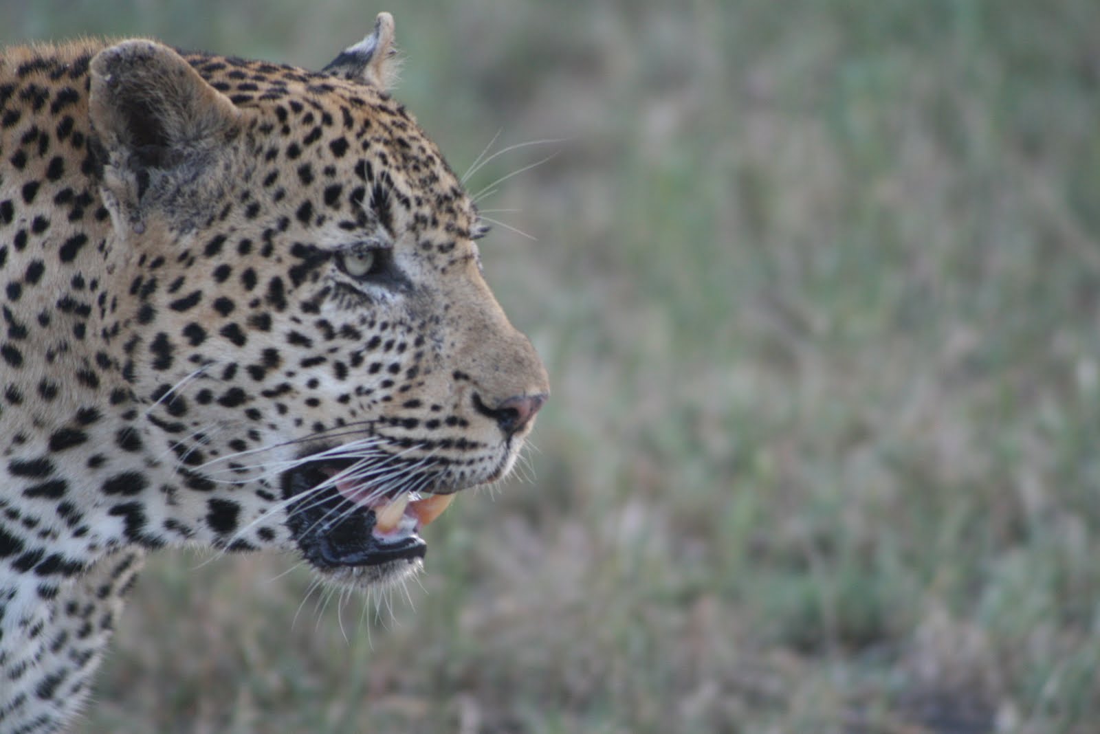The Game Lodge Index: The best lodges for Leopard viewing in South Africa