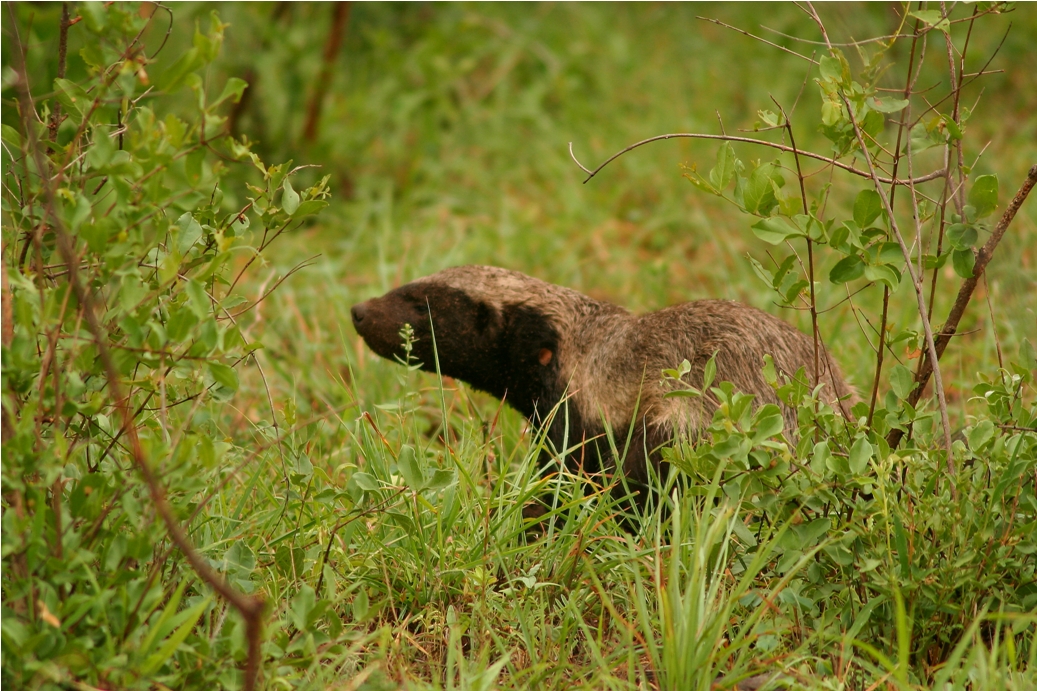 The Game Lodge Index: Fun Facts about Honey Badgers!