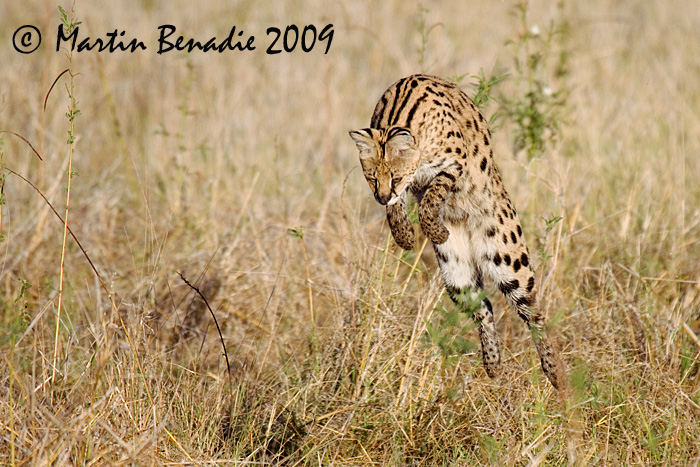 The Game Lodge Index: Fun Facts about Servals!