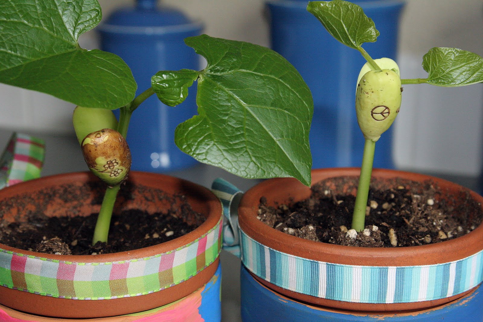 Cross Your T's: My Easter Wish for You via Magic Beans