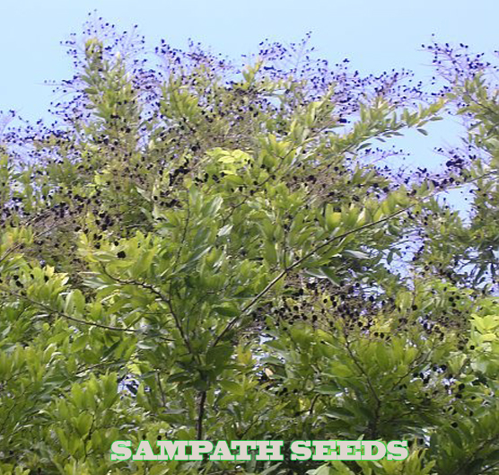 PLANTS DESCRIPTION: Velvet Tamarind