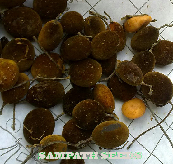 PLANTS DESCRIPTION: Velvet Tamarind