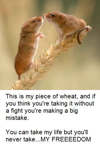 Neurology Center: Mice That Fight for Their Rights