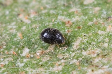 Homo agricola: Stethorus