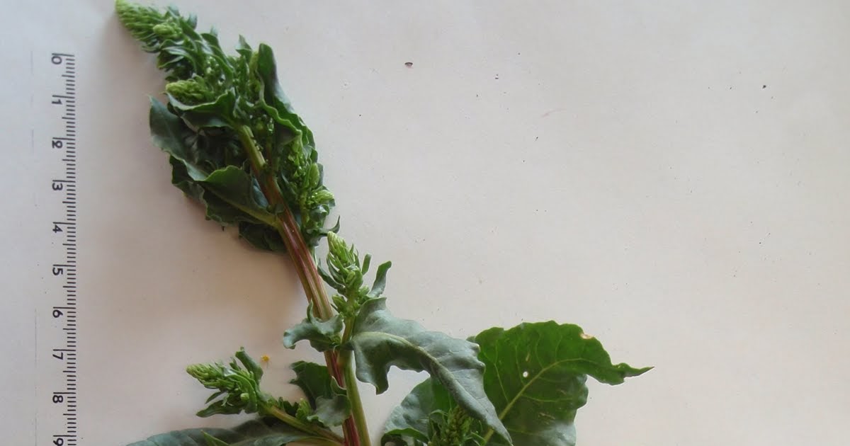 HERBARIO VIRTUAL DE BANYERES DE MARIOLA Y ALICANTE: Beta maritima ...