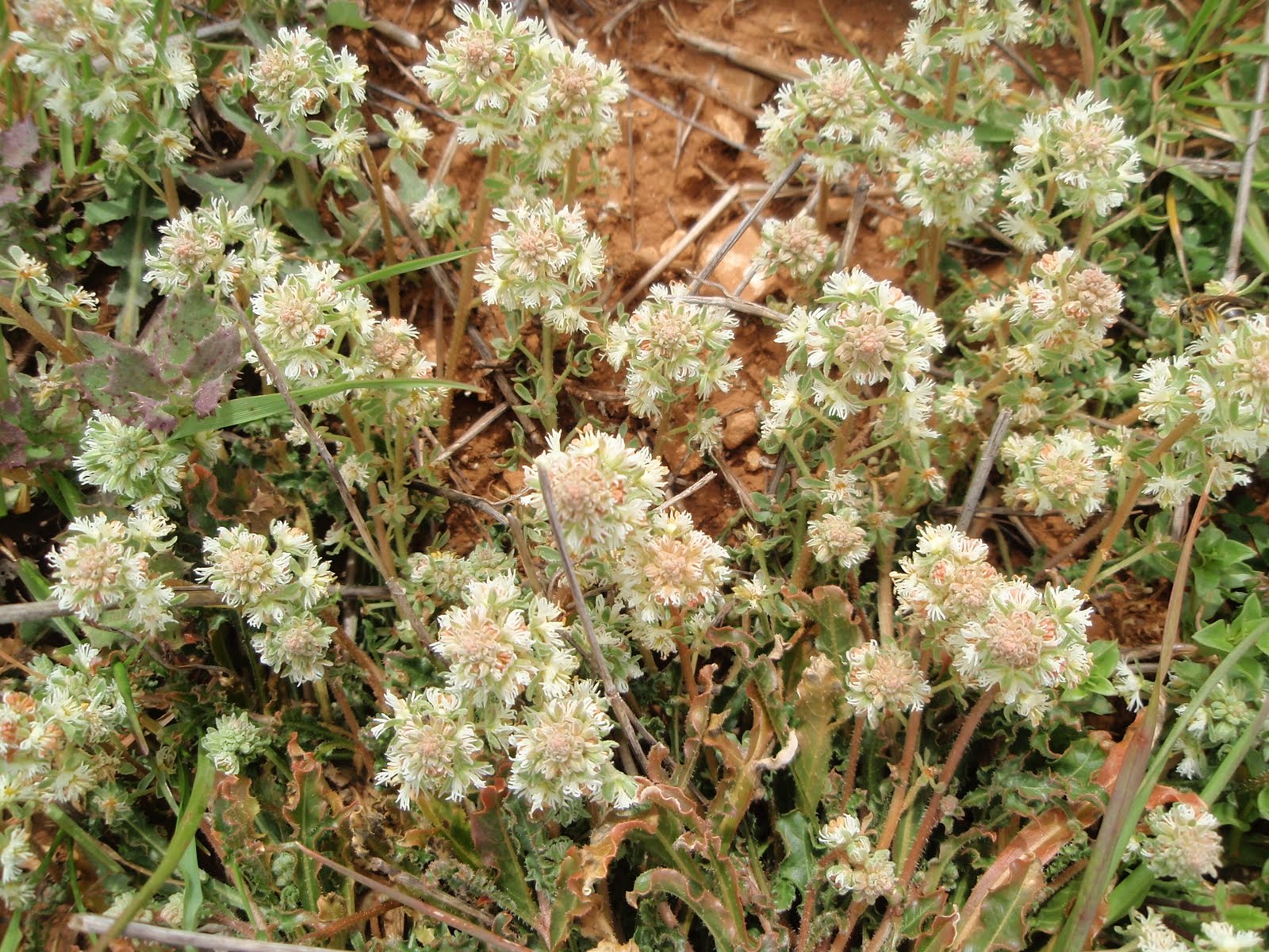 HERBARIO VIRTUAL DE BANYERES DE MARIOLA Y ALICANTE: Reseda phyteuma ...