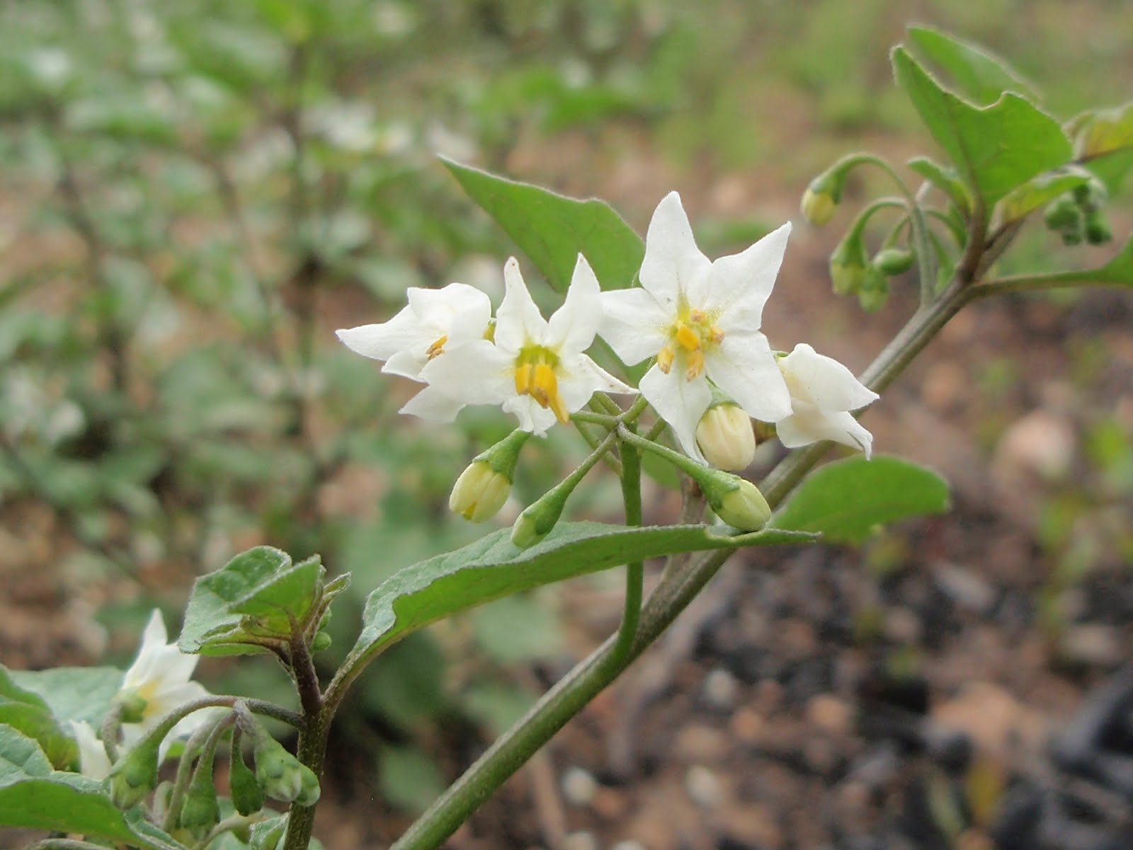HERBARIO VIRTUAL DE BANYERES DE MARIOLA Y ALICANTE: Solanum alatum ...