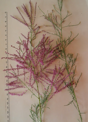HERBARIO VIRTUAL DE BANYERES DE MARIOLA Y ALICANTE: Tamarix canariensis ...