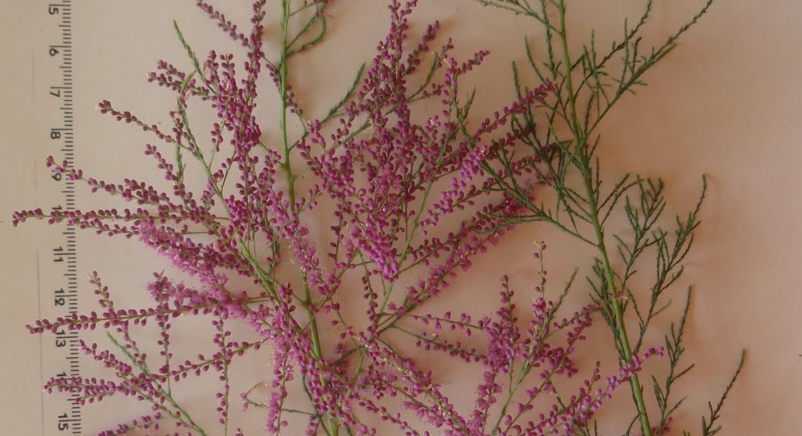 HERBARIO VIRTUAL DE BANYERES DE MARIOLA Y ALICANTE: Tamarix canariensis ...