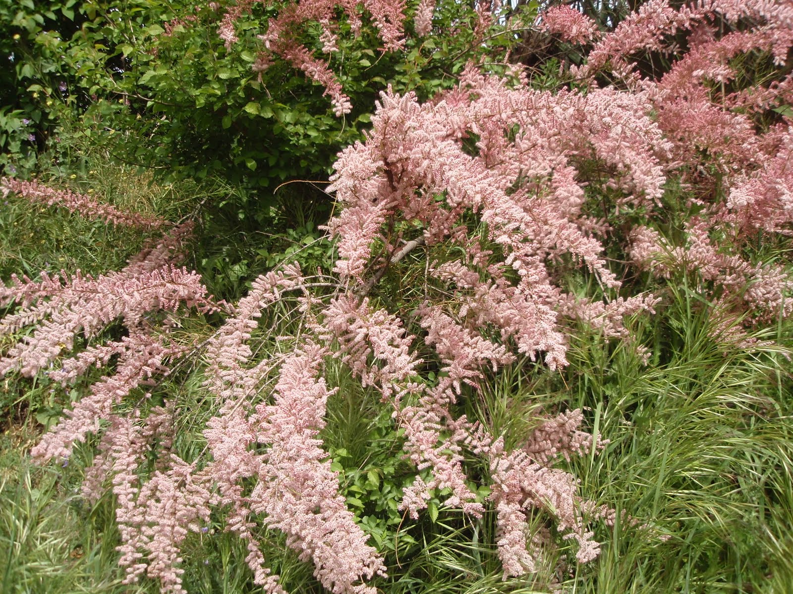 HERBARIO VIRTUAL DE BANYERES DE MARIOLA Y ALICANTE: Tamarix parviflora ...