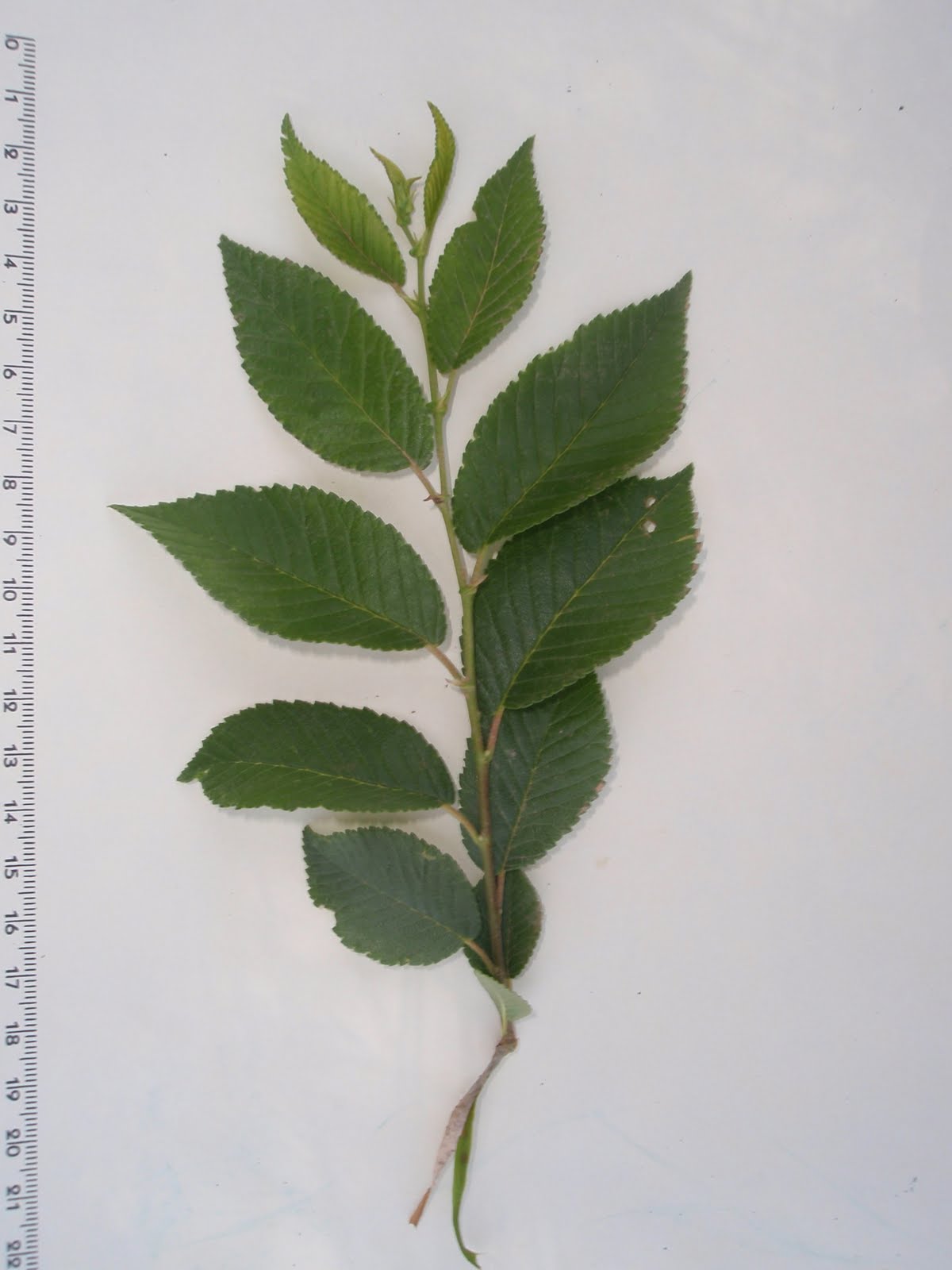 HERBARIO VIRTUAL DE BANYERES DE MARIOLA Y ALICANTE: Ulmus pumila - Olmo ... HERBARIO VIRTUAL DE BANYERES DE MARIOLA Y ALICANTE: Ulmus pumila - Olmo ...