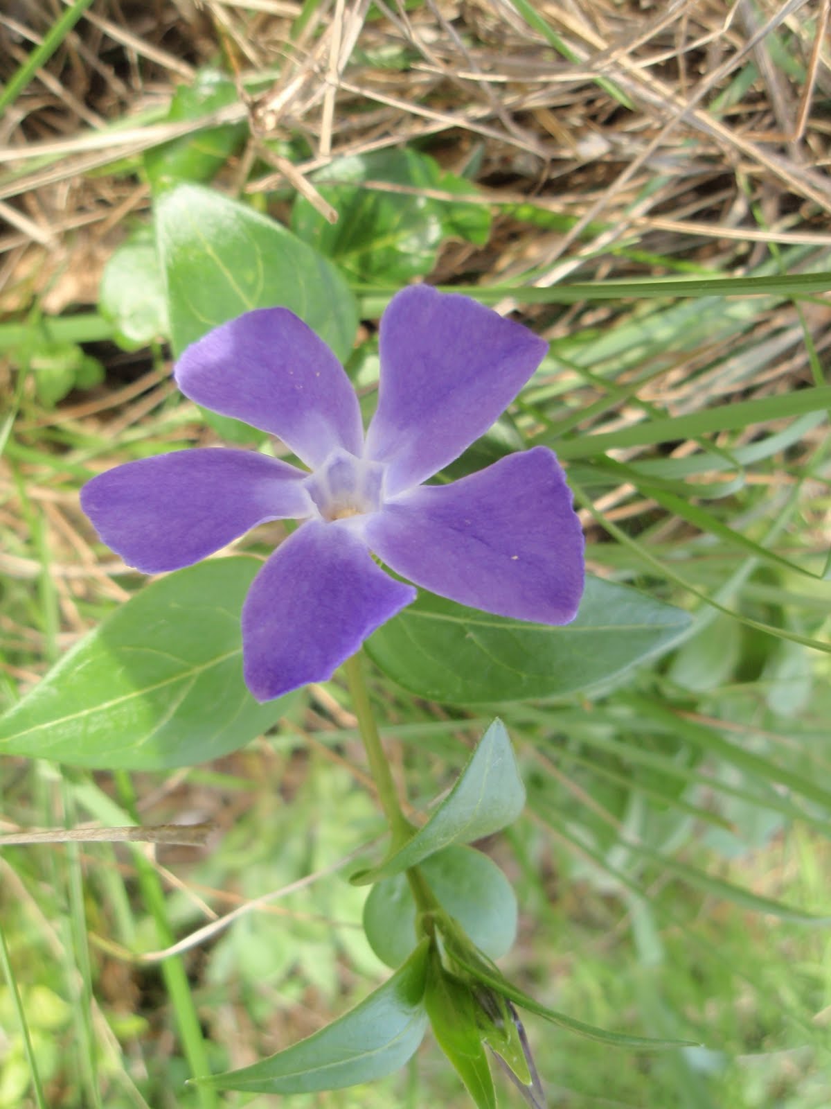 HERBARIO VIRTUAL DE BANYERES DE MARIOLA Y ALICANTE: Vinca major ...
