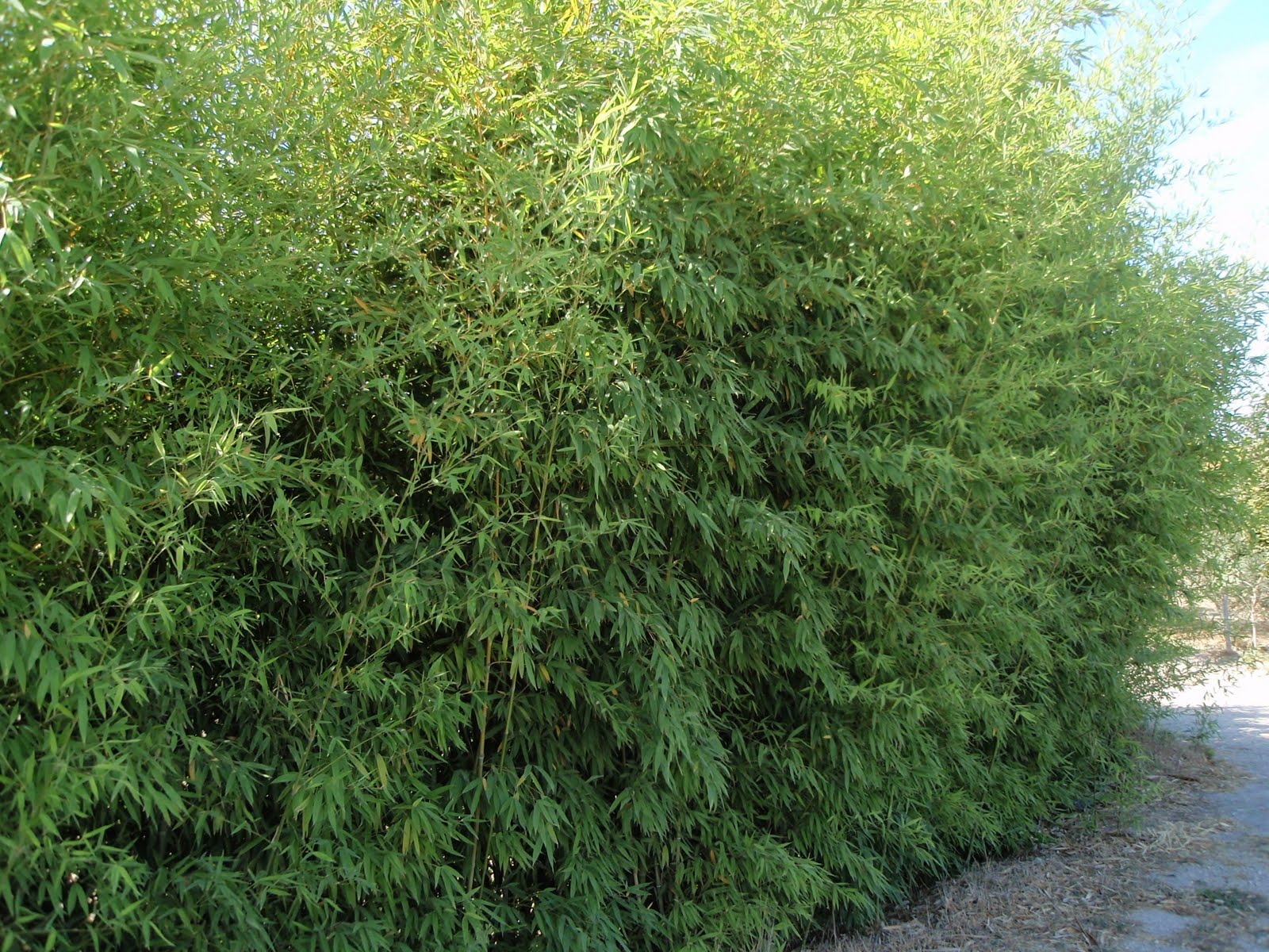 HERBARIO VIRTUAL DE BANYERES DE MARIOLA Y ALICANTE: Phyllostachys aurea ...