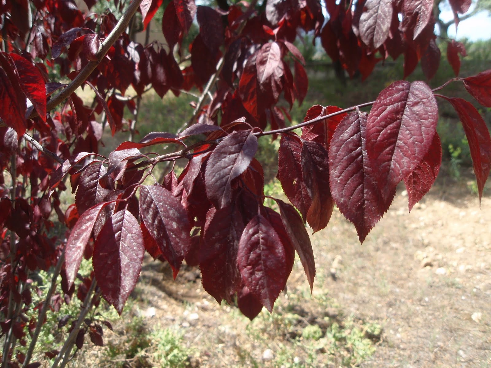 HERBARIO VIRTUAL DE BANYERES DE MARIOLA Y ALICANTE: Cornus sanguinea ...