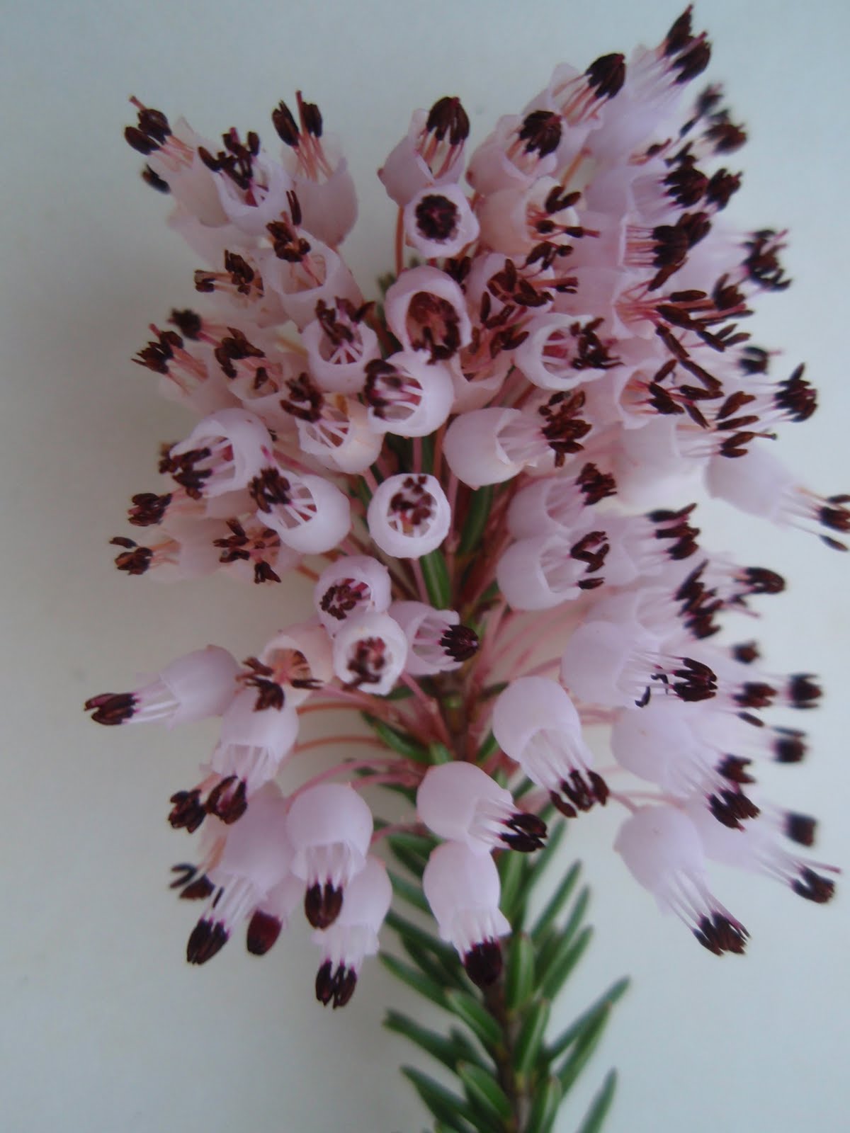 HERBARIO VIRTUAL DE BANYERES DE MARIOLA Y ALICANTE: Erica multiflora ...