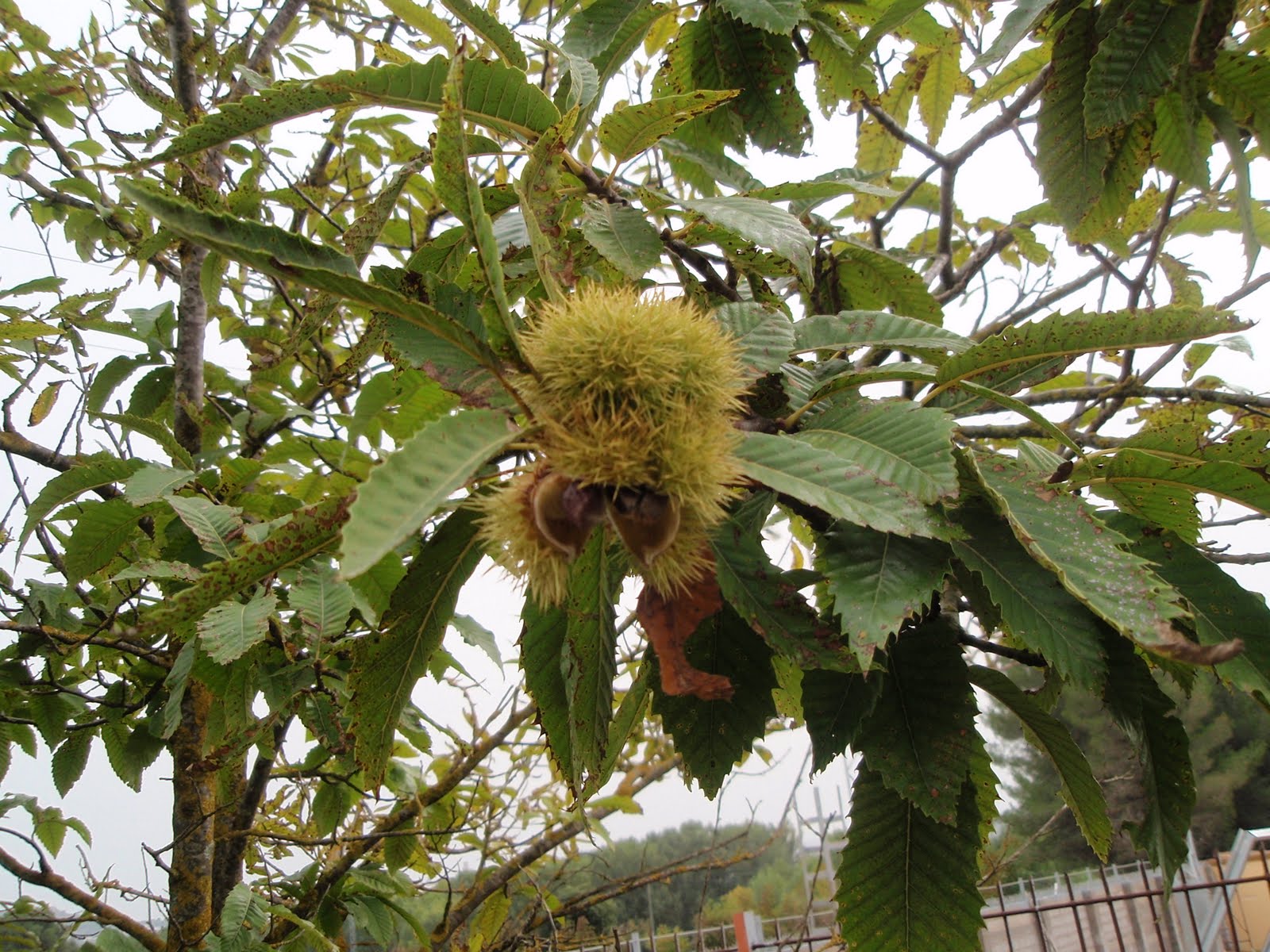 HERBARIO VIRTUAL DE BANYERES DE MARIOLA Y ALICANTE: Castanea sativa ...