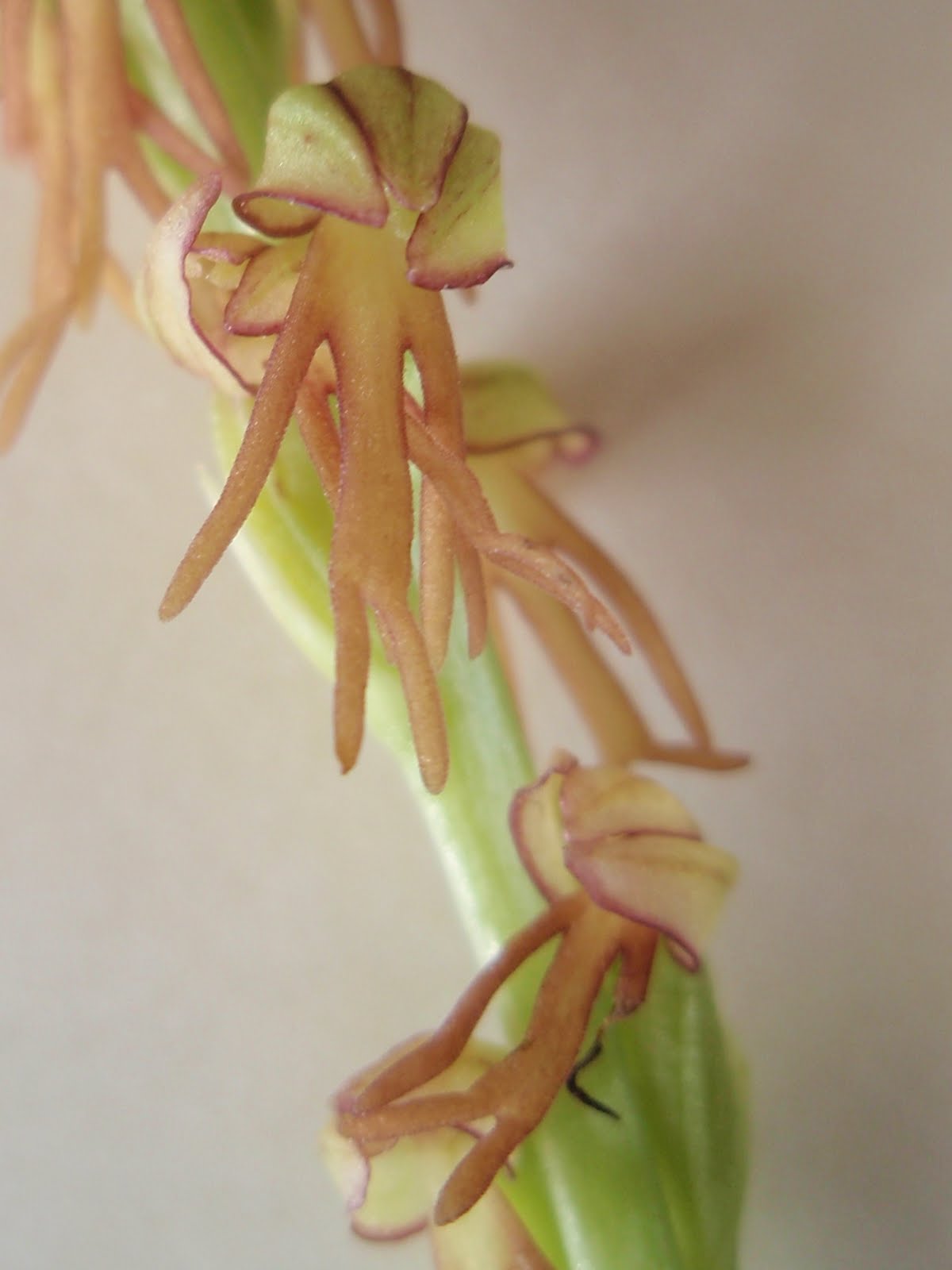 HERBARIO VIRTUAL DE BANYERES DE MARIOLA Y ALICANTE: Aceras ...