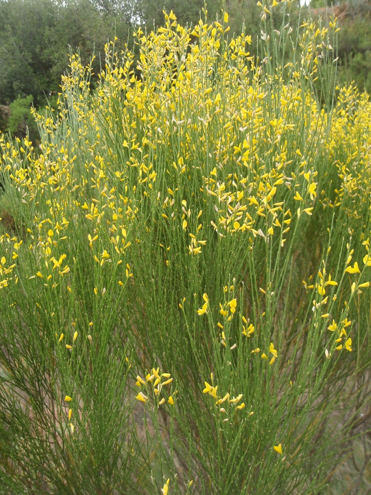 HERBARIO VIRTUAL DE BANYERES DE MARIOLA Y ALICANTE: Genista valentina ...