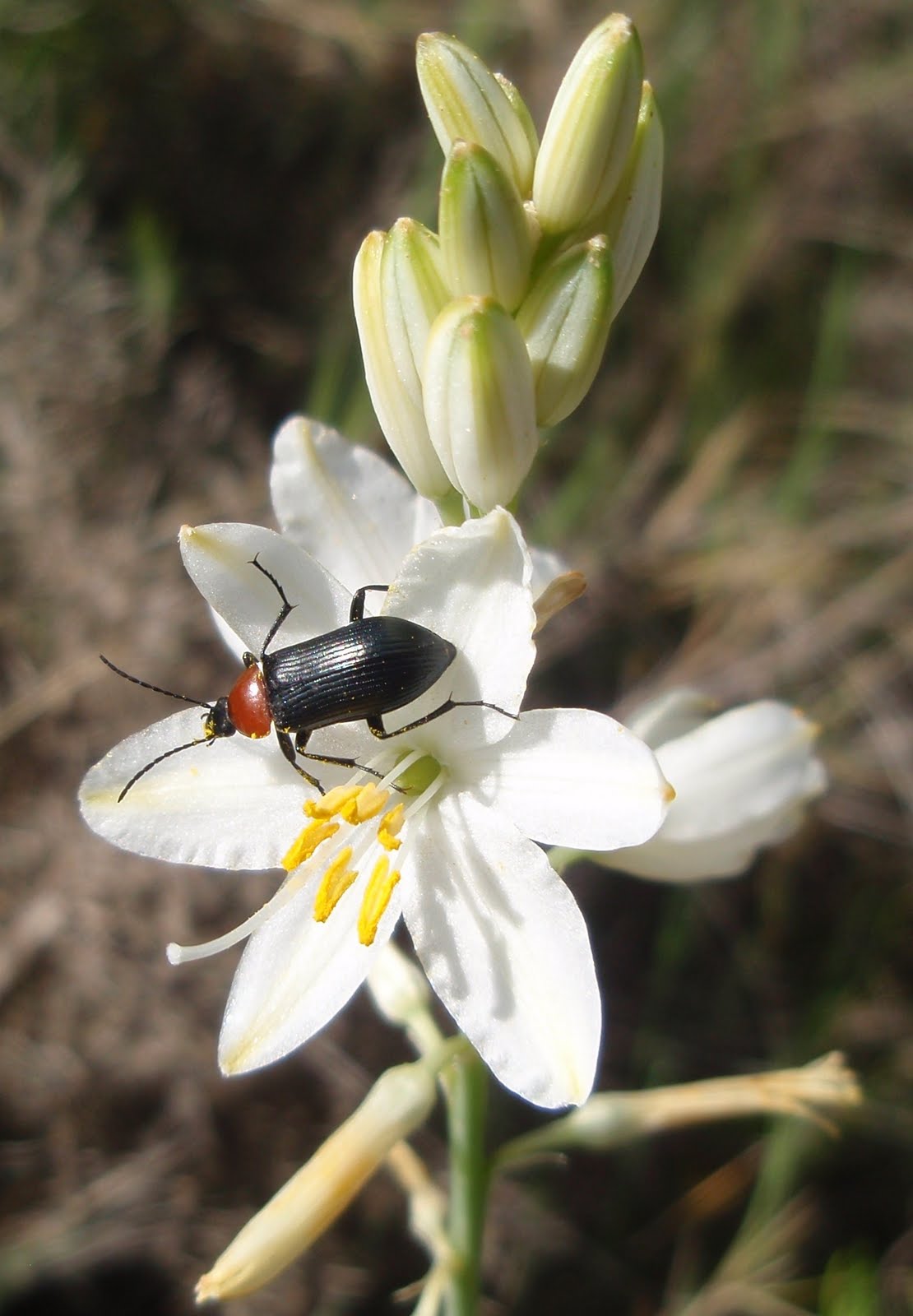 HERBARIO VIRTUAL DE BANYERES DE MARIOLA Y ALICANTE: Anthericum liliago ...