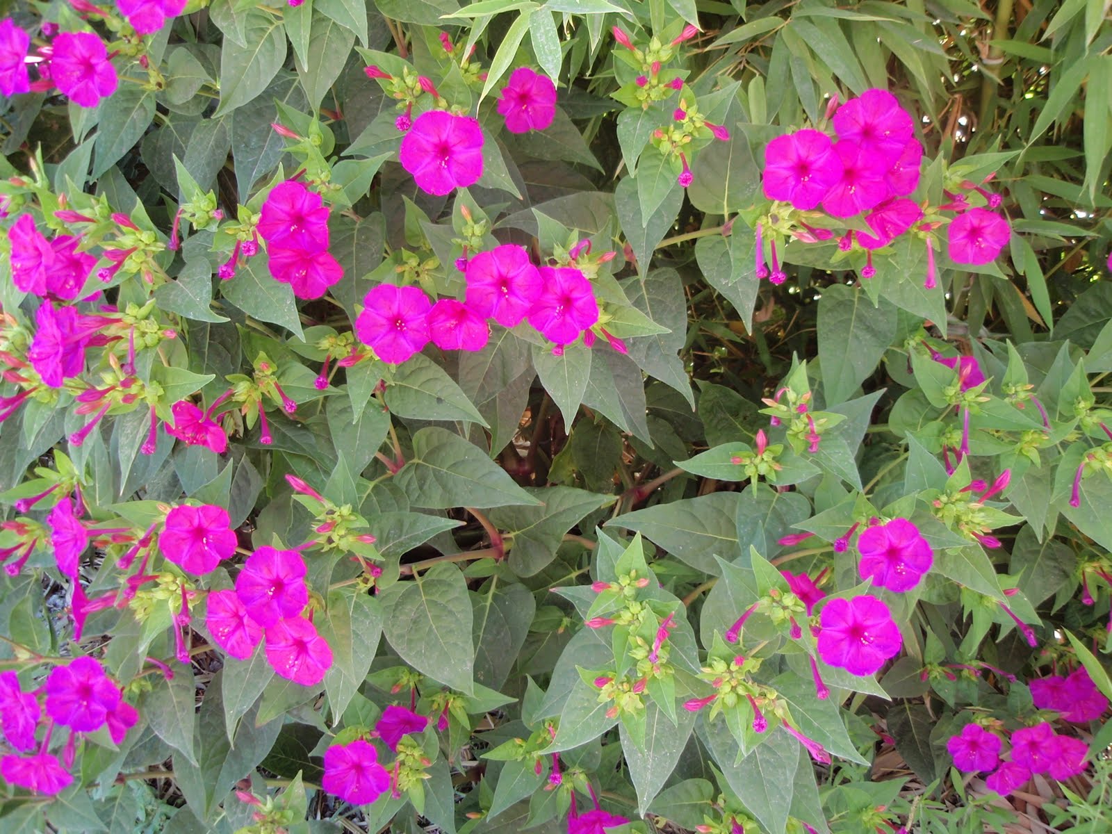 HERBARIO VIRTUAL DE BANYERES DE MARIOLA Y ALICANTE: Mirabilis jalapa ...