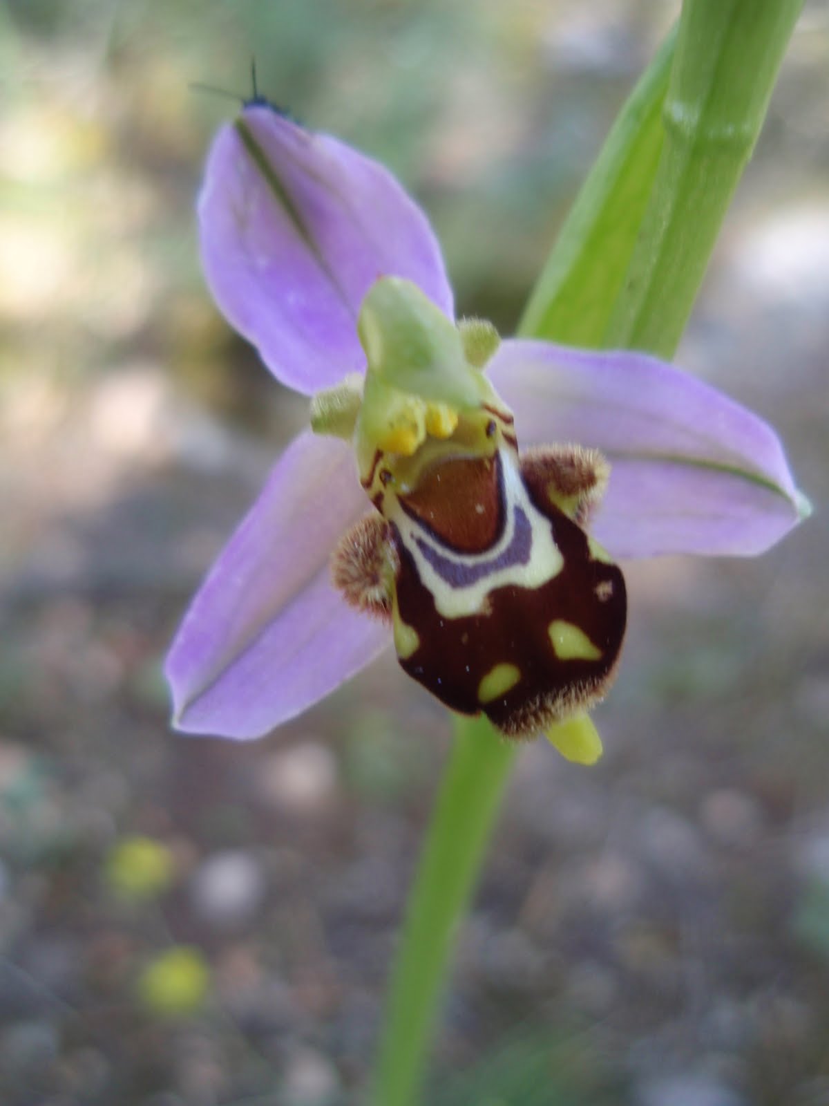 HERBARIO VIRTUAL DE BANYERES DE MARIOLA Y ALICANTE: Ophrys apifera ...