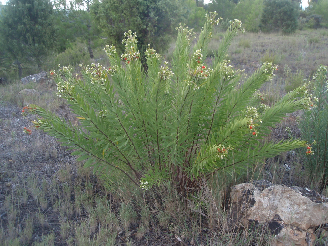 HERBARIO VIRTUAL DE BANYERES DE MARIOLA Y ALICANTE: Daphne gnidium ...