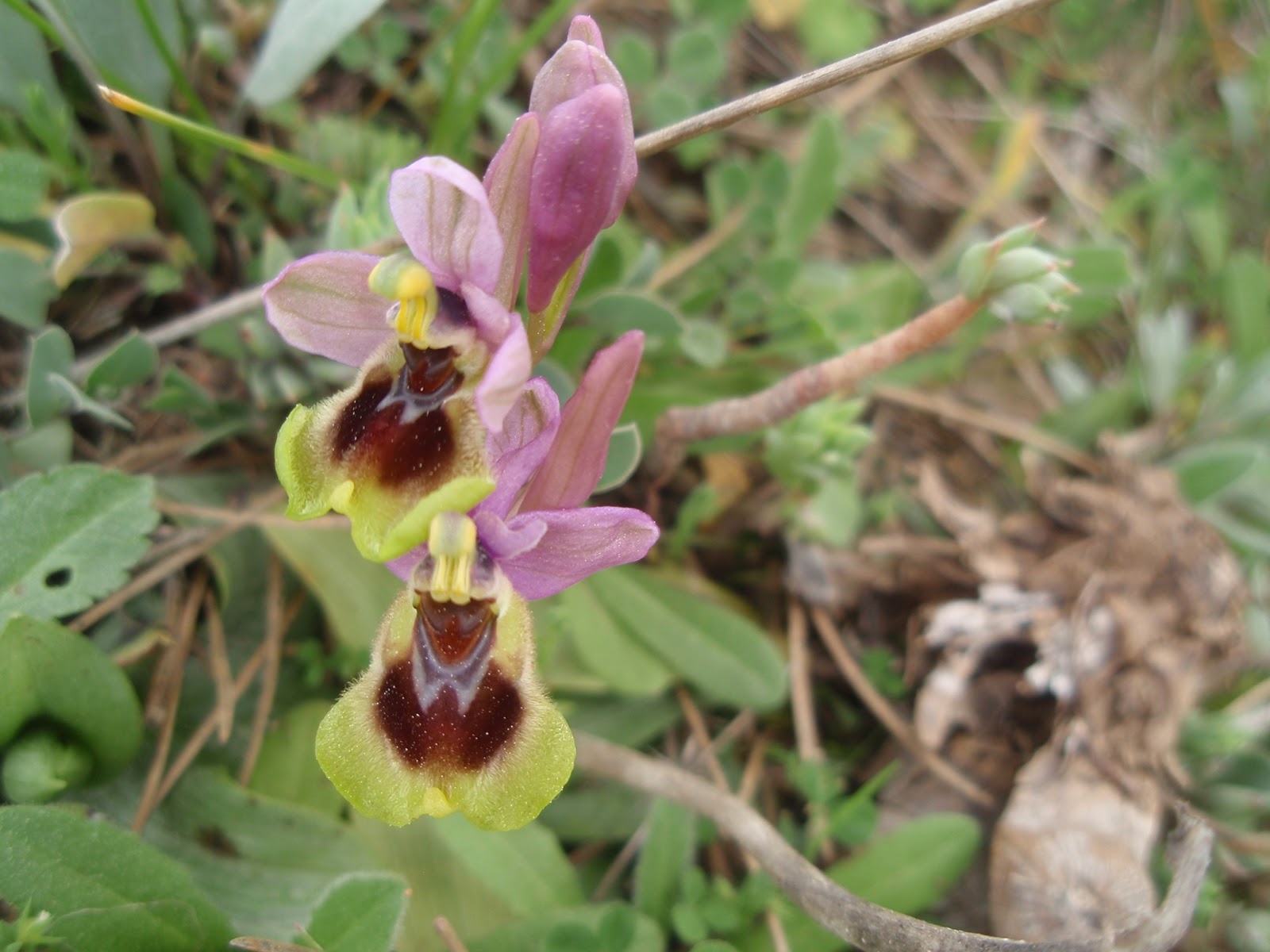 HERBARIO VIRTUAL DE BANYERES DE MARIOLA Y ALICANTE: Ophrys ...