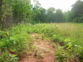 Oh To Be Hiking!: Ticked Off in Amelia WMA!