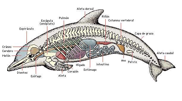 Anatomia dofí | Dolphins, Marine mammals, Anatomy