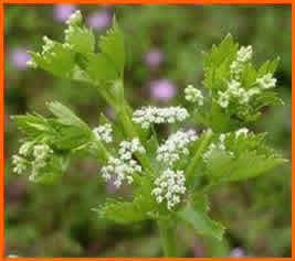 EL APIO: Taxonomia y Morfologia del Apio