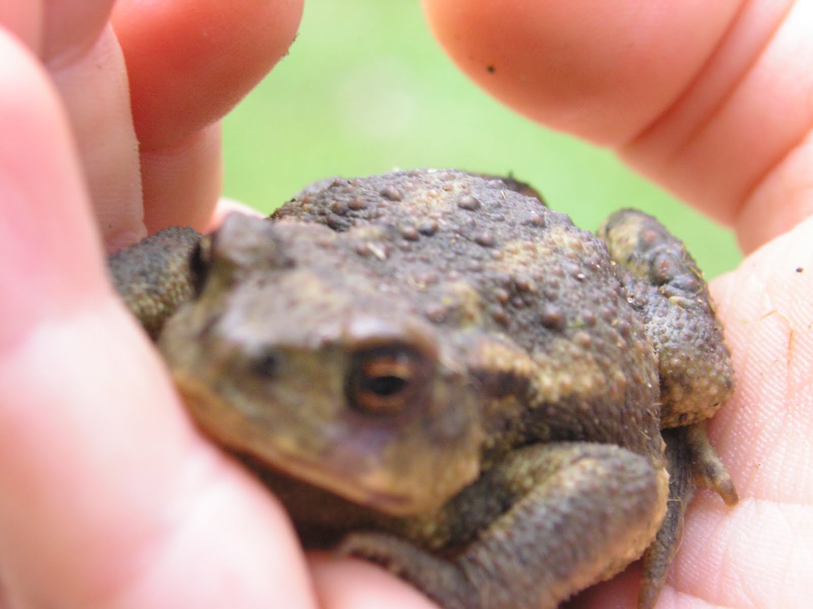 cosas que me gustan y mucho más: El sapito