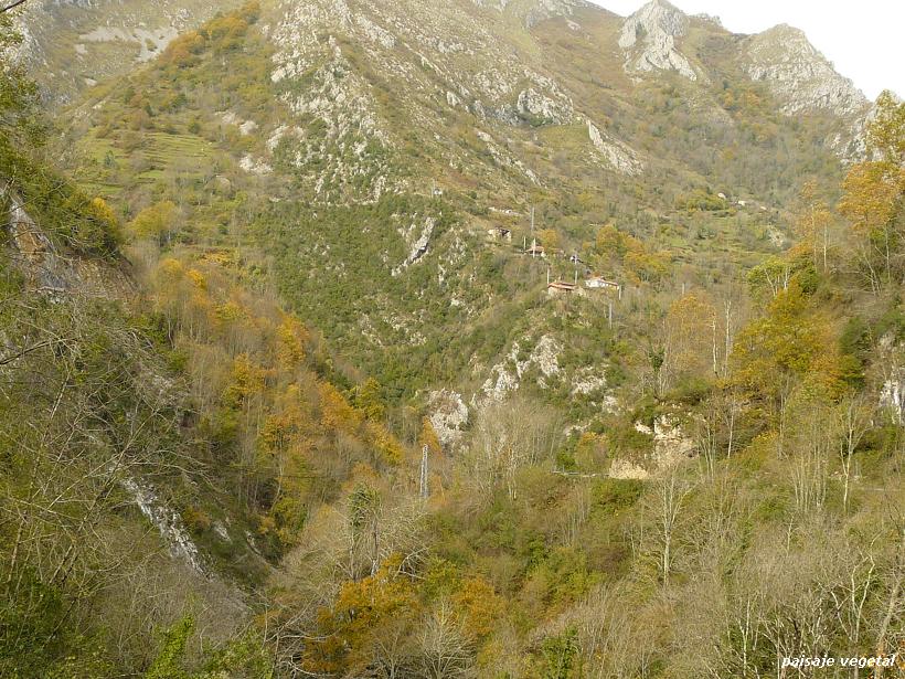 Paisaje vegetal: Desfiladero de Los Beyos (II)