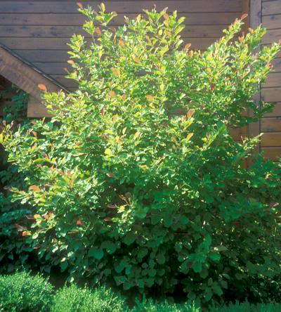 3 19 29: Essentials of Skincare: WITCH HAZEL