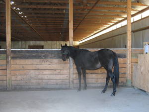 Canadian Horse Business Reviews: TWIN SPRINGS RANCH & EQUESTRIAN CENTRE