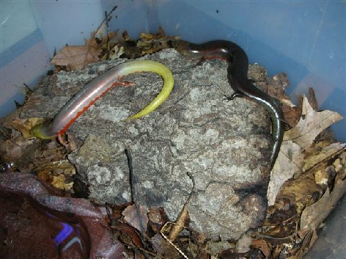 RAW DOG REPTILES: WEEK 27 @ THE RAW DOG WEEKLY The Galiswasp Skink a.k ...