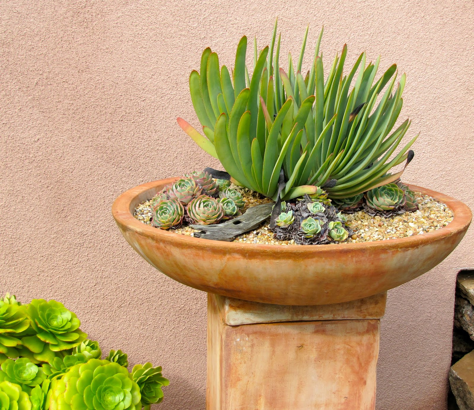 Garden Dancing: The Amazing World of Succulents