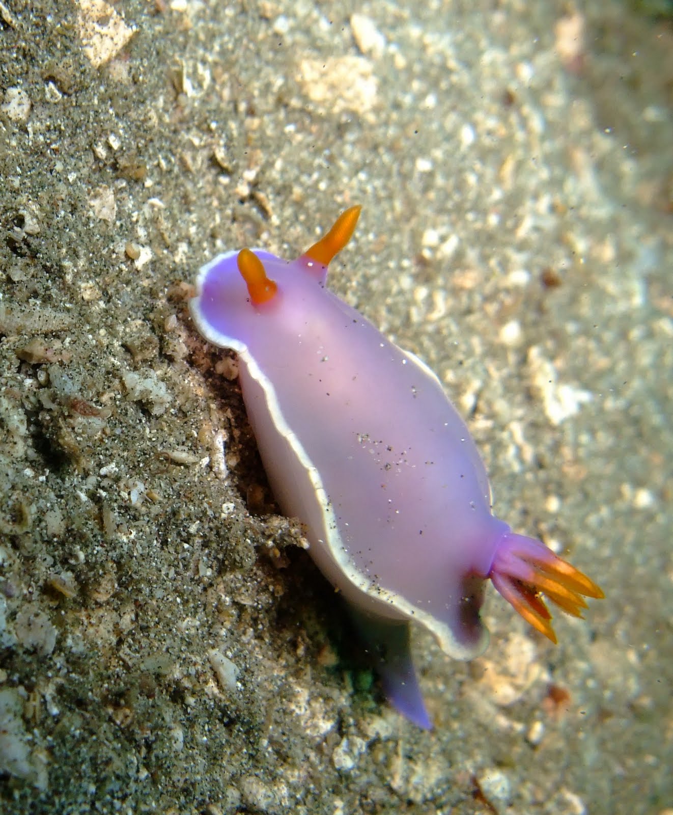Absolute Scuba Bali Indonesia: Nudibranch facts