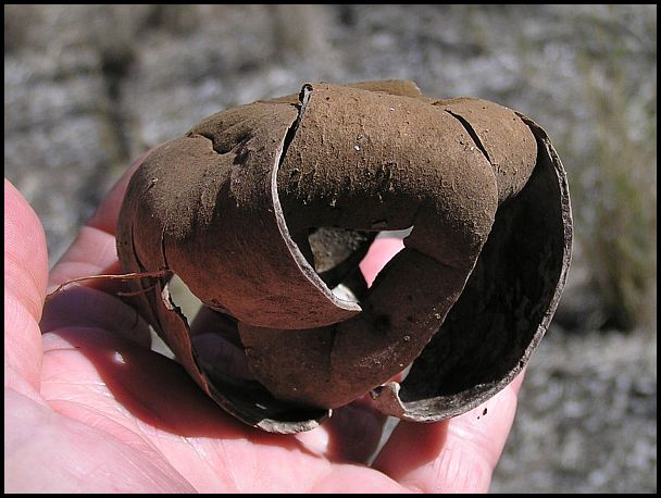 Australian Fungi - A Blog: #44 Mycenastrum corium