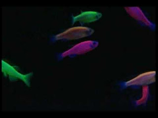 Glofish
