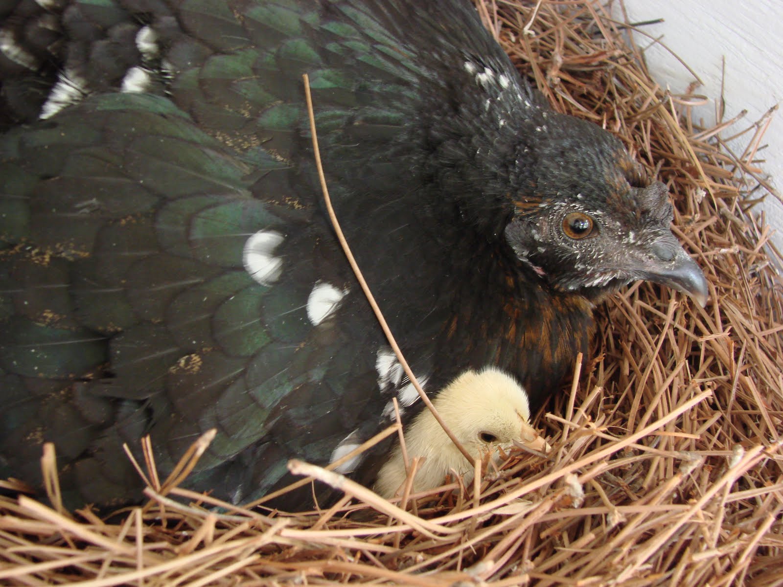 Keeping Abreast of Things: The Udder Truth: Iddy biddy baby biddy