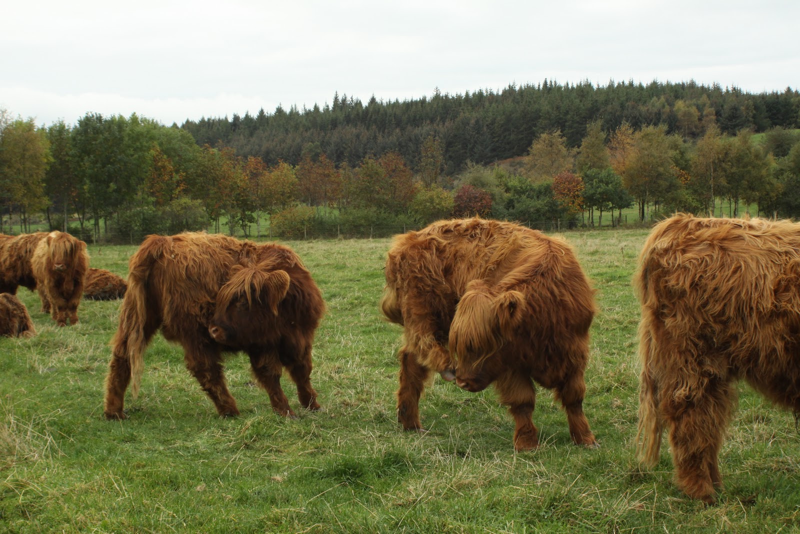 Peach and Thistle: October 2010