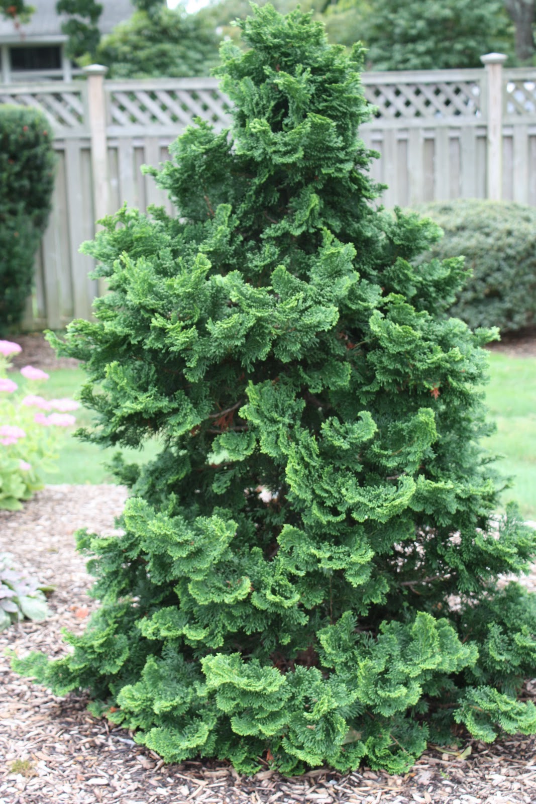 A GUIDE TO NORTHEASTERN GARDENING: Evergreens