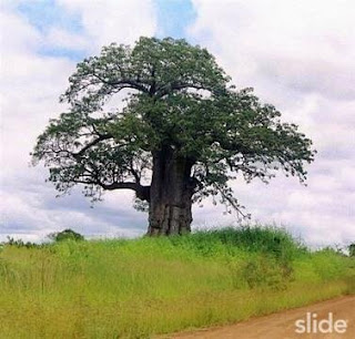Didáctica do Português: Embondeiro (Moçambique)