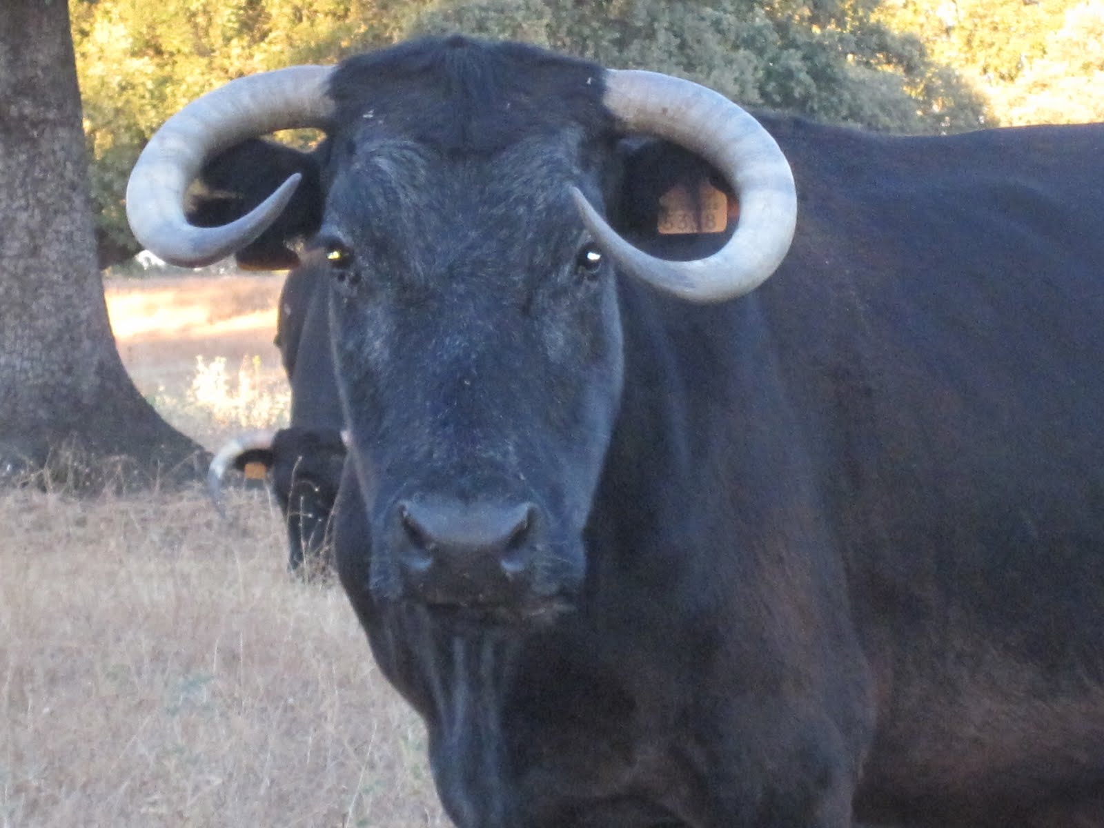 LOS COQUILLAS DE CIFUENTES: LAS QUERENCIAS.... EN EL TORO DE LIDIA