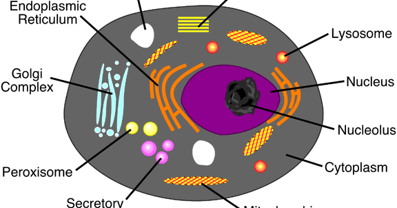 Sammy's Science Blog: Definition, What Is a Cell?...