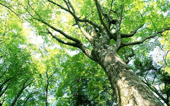 Chuckle of the Day – Maple Tree