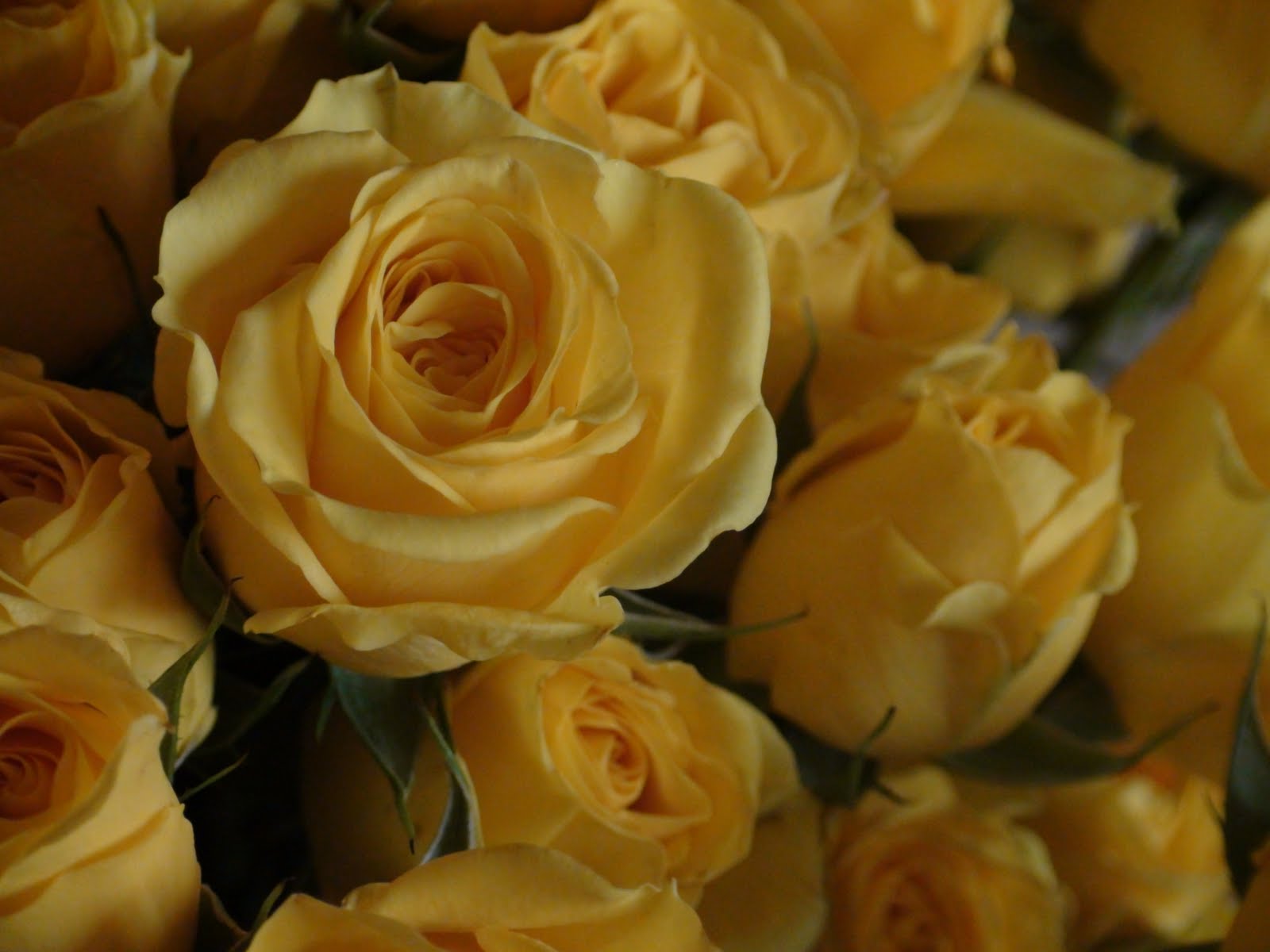 Being Blue with Yellow Roses