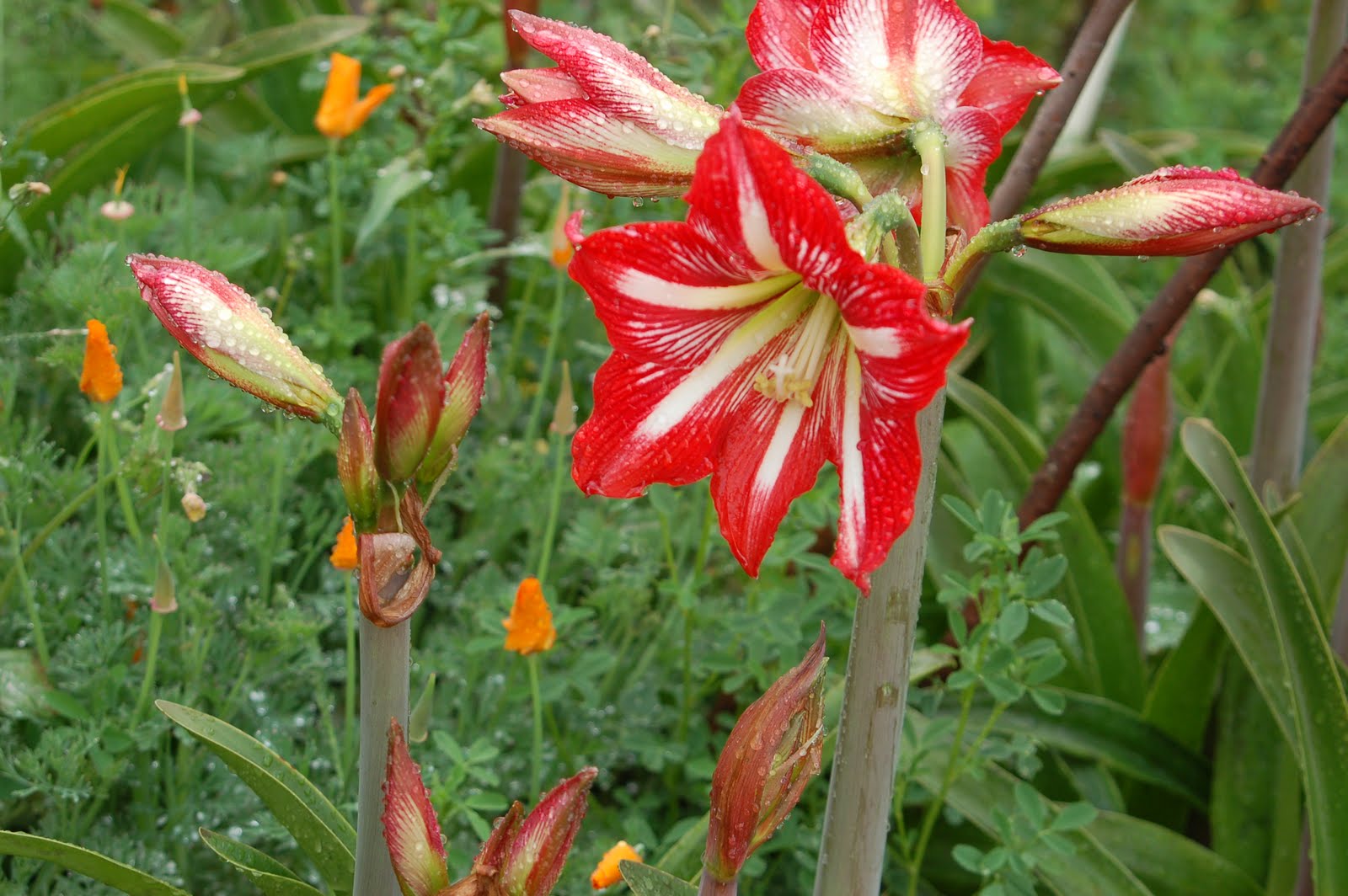 The New Stone Age Farm: Late Spring Rain & Flowers