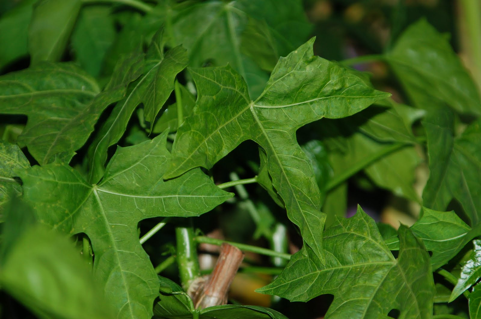 The New Stone Age Farm: Chaya aka Tree Spinach
