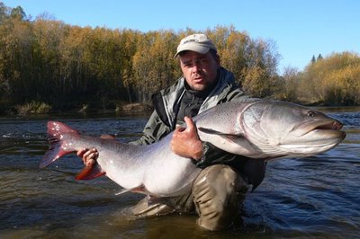 Harits Cryptozoology: Namitarou&Takitarou-Ikan Gede Asli Jepang